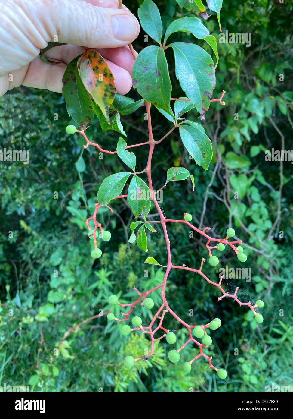 Virginia creeper (Parthenocissus quinquefolia) Plantae Stock Photo - Alamy
