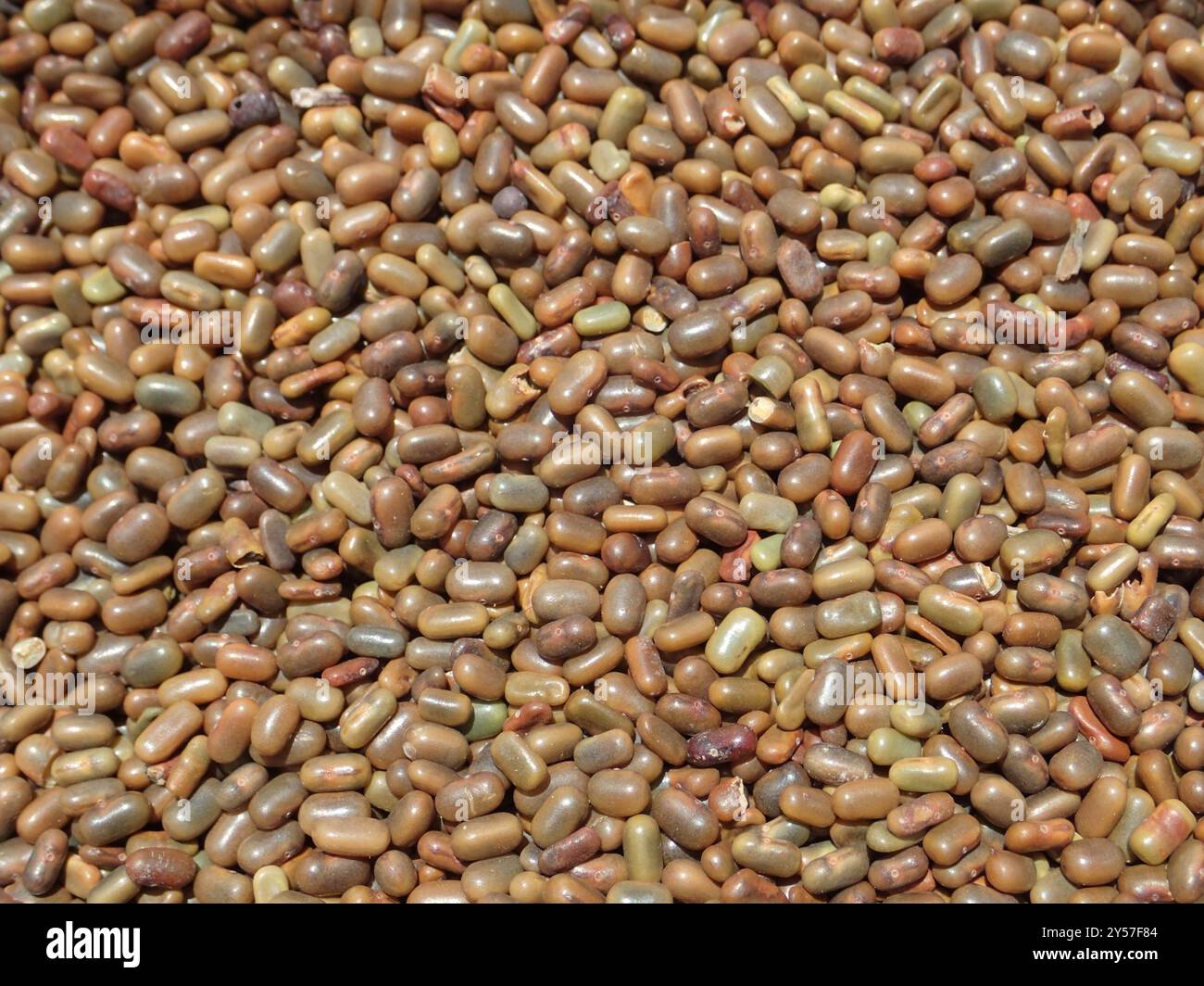Sesbania Pea (Sesbania cannabina) Plantae Stock Photo - Alamy