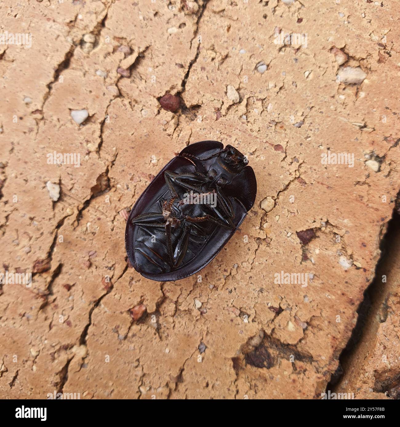 blue pie-dish beetles (Pterohelaeus) Insecta Stock Photo - Alamy