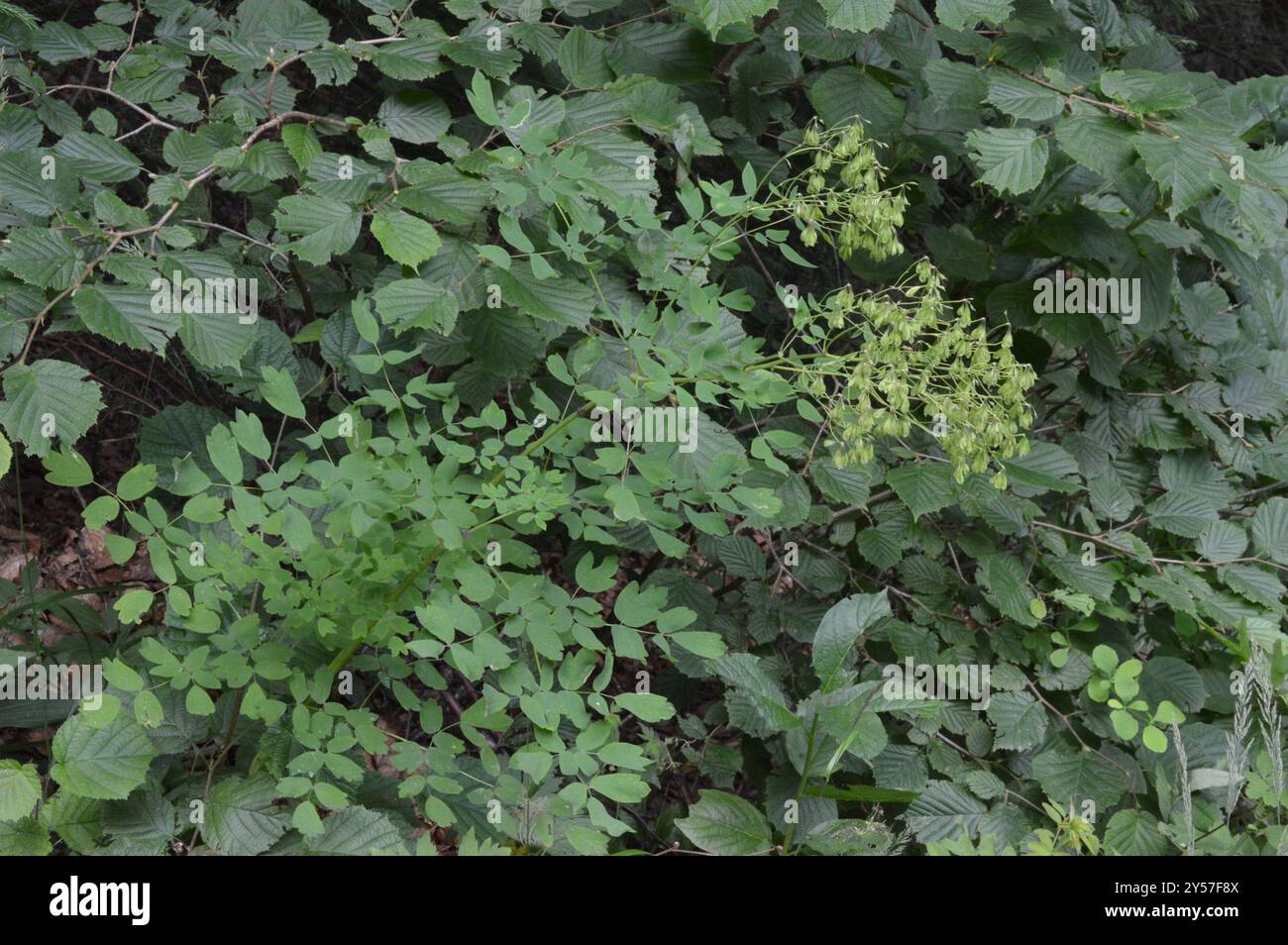 French meadow-rue (Thalictrum aquilegiifolium) Plantae Stock Photo - Alamy