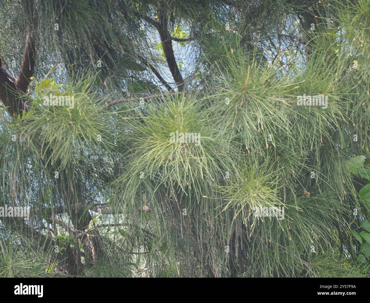 Beach Sheoak (Casuarina equisetifolia) Plantae Stock Photo - Alamy