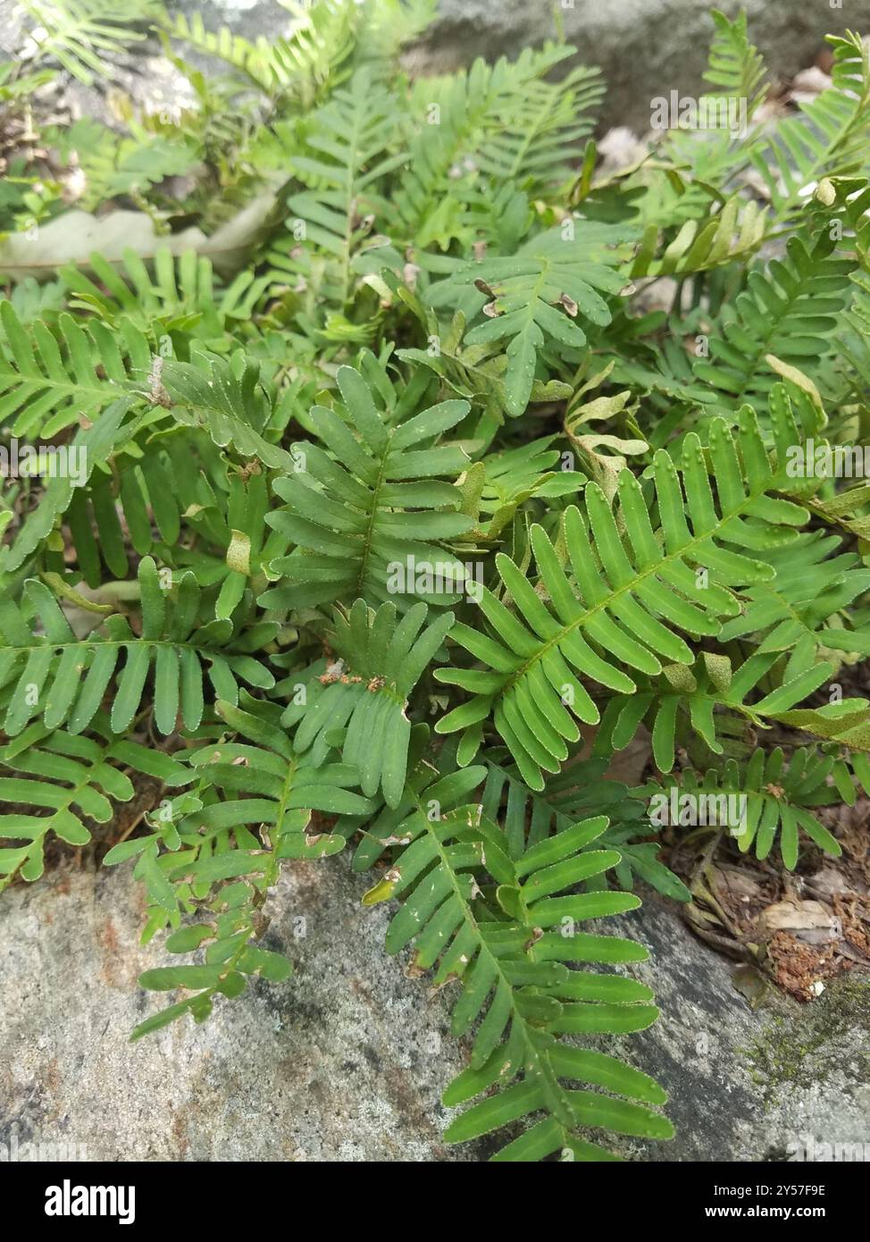 resurrection fern (Pleopeltis michauxiana) Plantae Stock Photo - Alamy