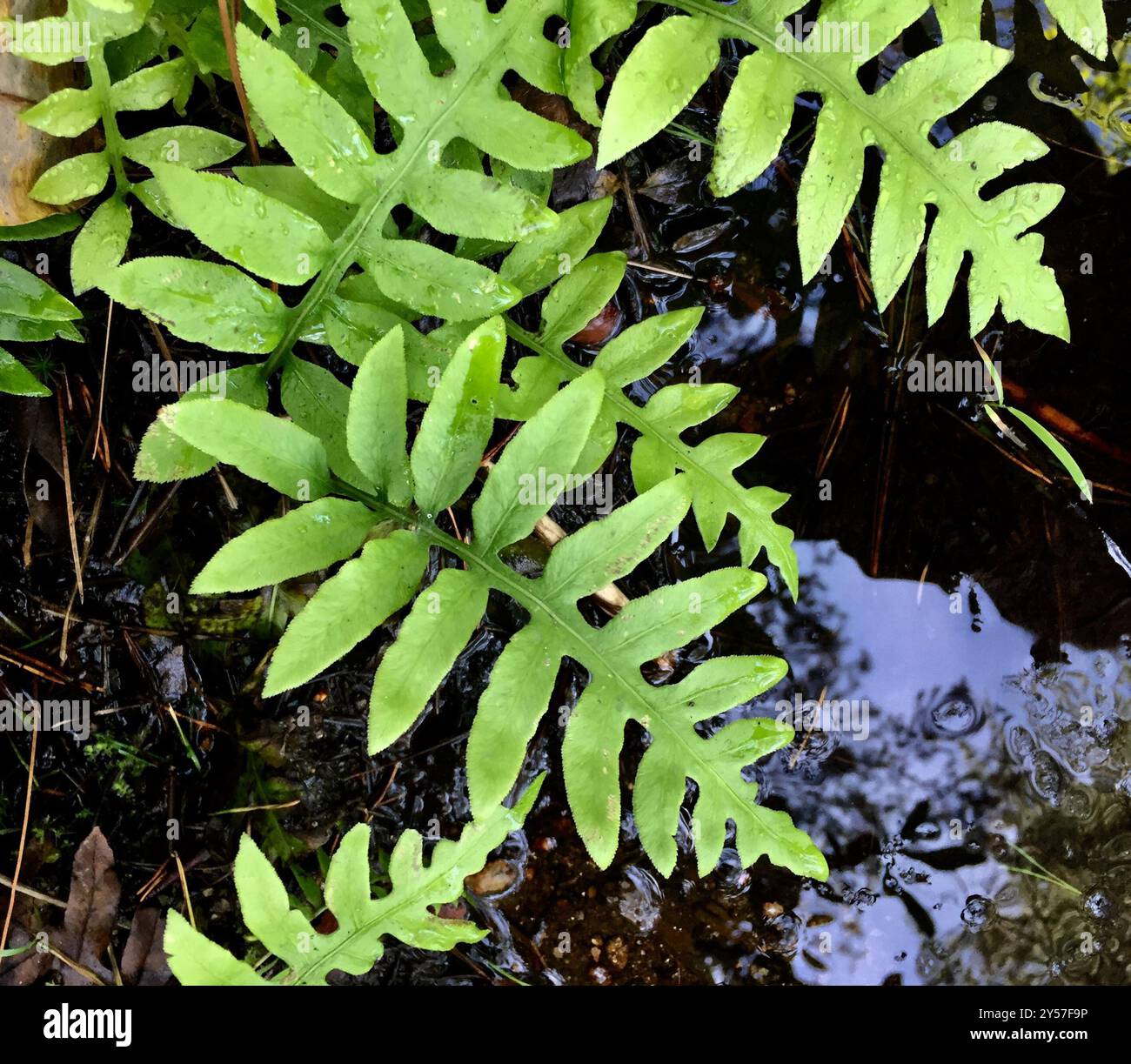 netted chain fern (Woodwardia areolata) Plantae Stock Photo - Alamy