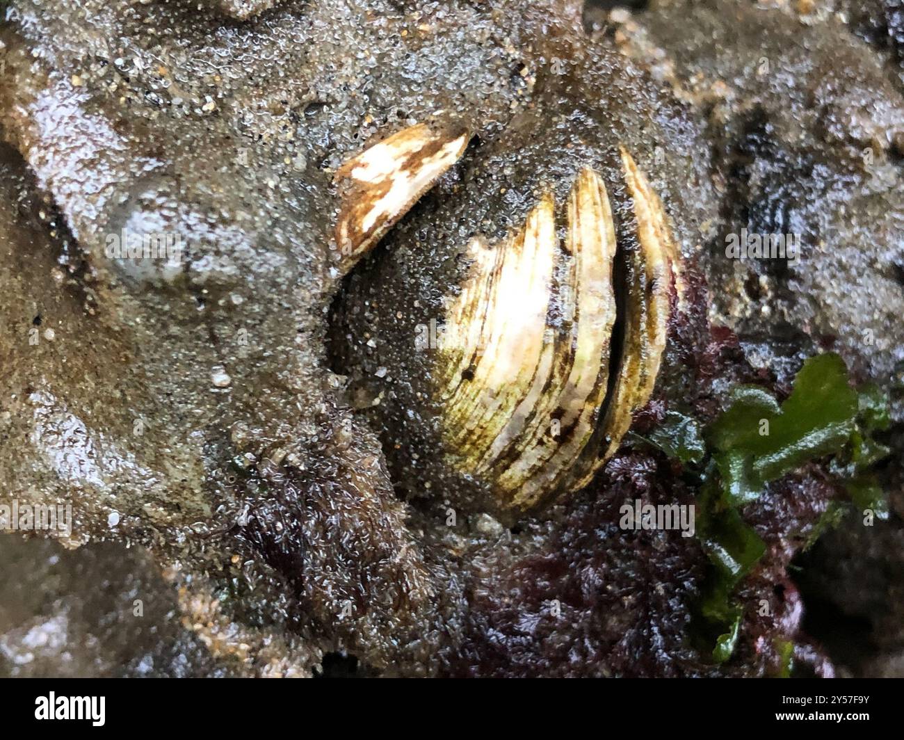 Bivalves (Bivalvia) Mollusca Stock Photo - Alamy