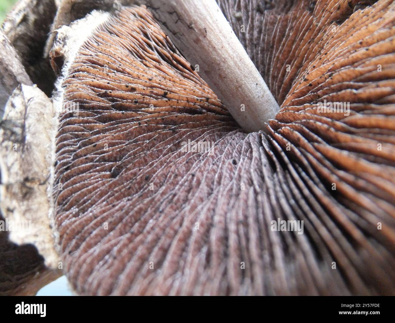 weeping widow (Lacrymaria lacrymabunda) Fungi Stock Photo - Alamy