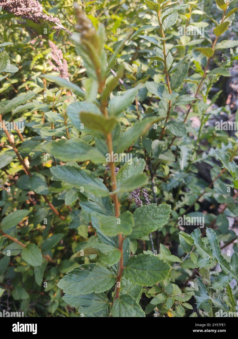 Steeplebush (Spiraea tomentosa) Plantae Stock Photo - Alamy
