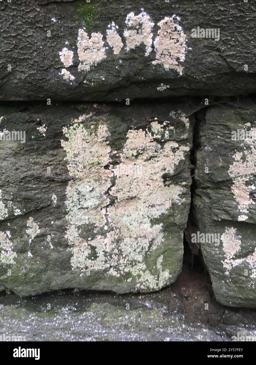 common lichens (Lecanoromycetes) Fungi Stock Photo - Alamy