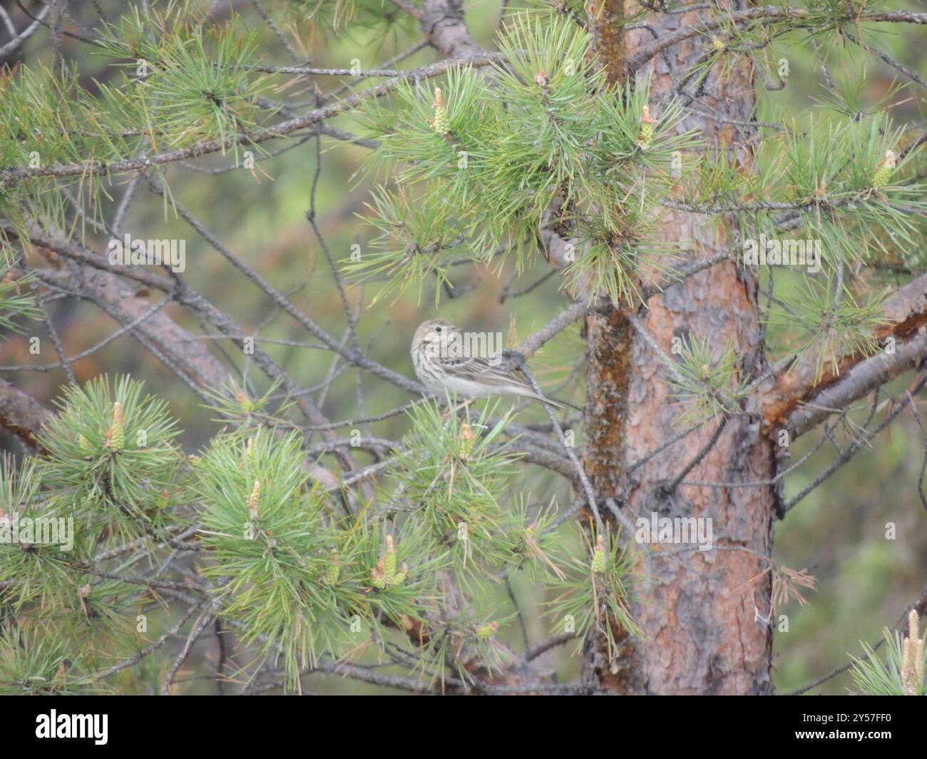 Tree Pipit (Anthus trivialis) Aves Stock Photo - Alamy