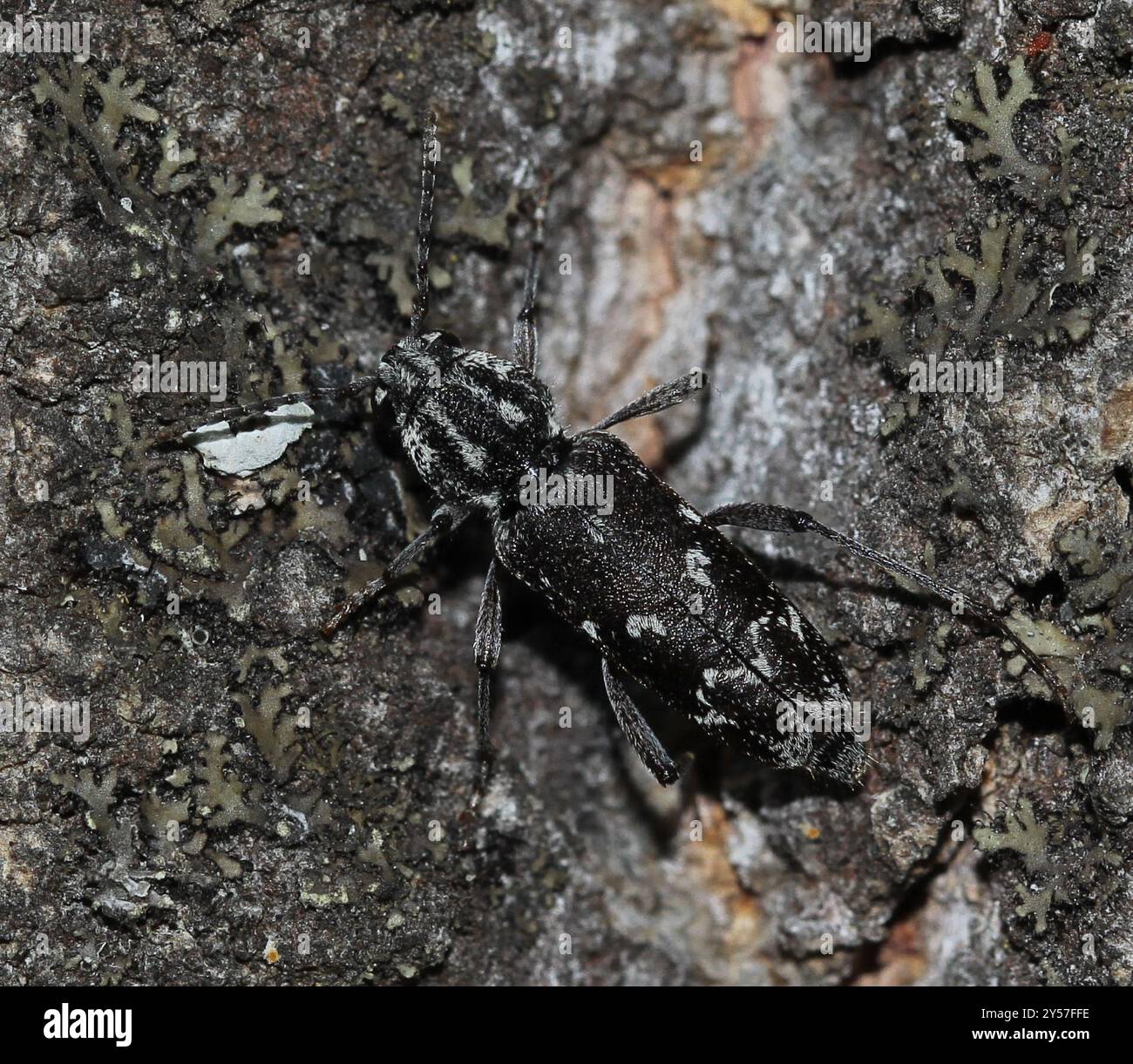Aspen Zebra Beetle (Xylotrechus rusticus) Insecta Stock Photo - Alamy