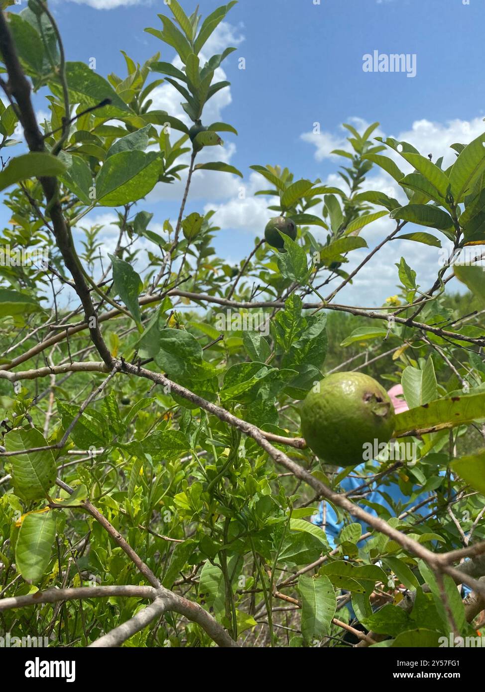 Common guava (Psidium guajava) Plantae Stock Photo - Alamy