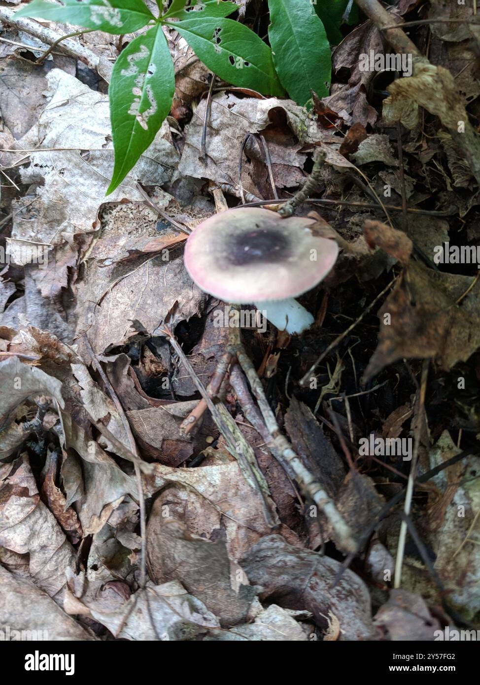 Fragile Brittlegill (Russula fragilis) Fungi Stock Photo - Alamy