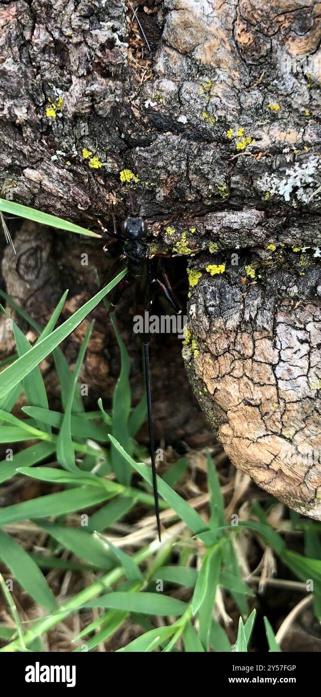 Crown Wasps (Stephanidae) Insecta Stock Photo - Alamy