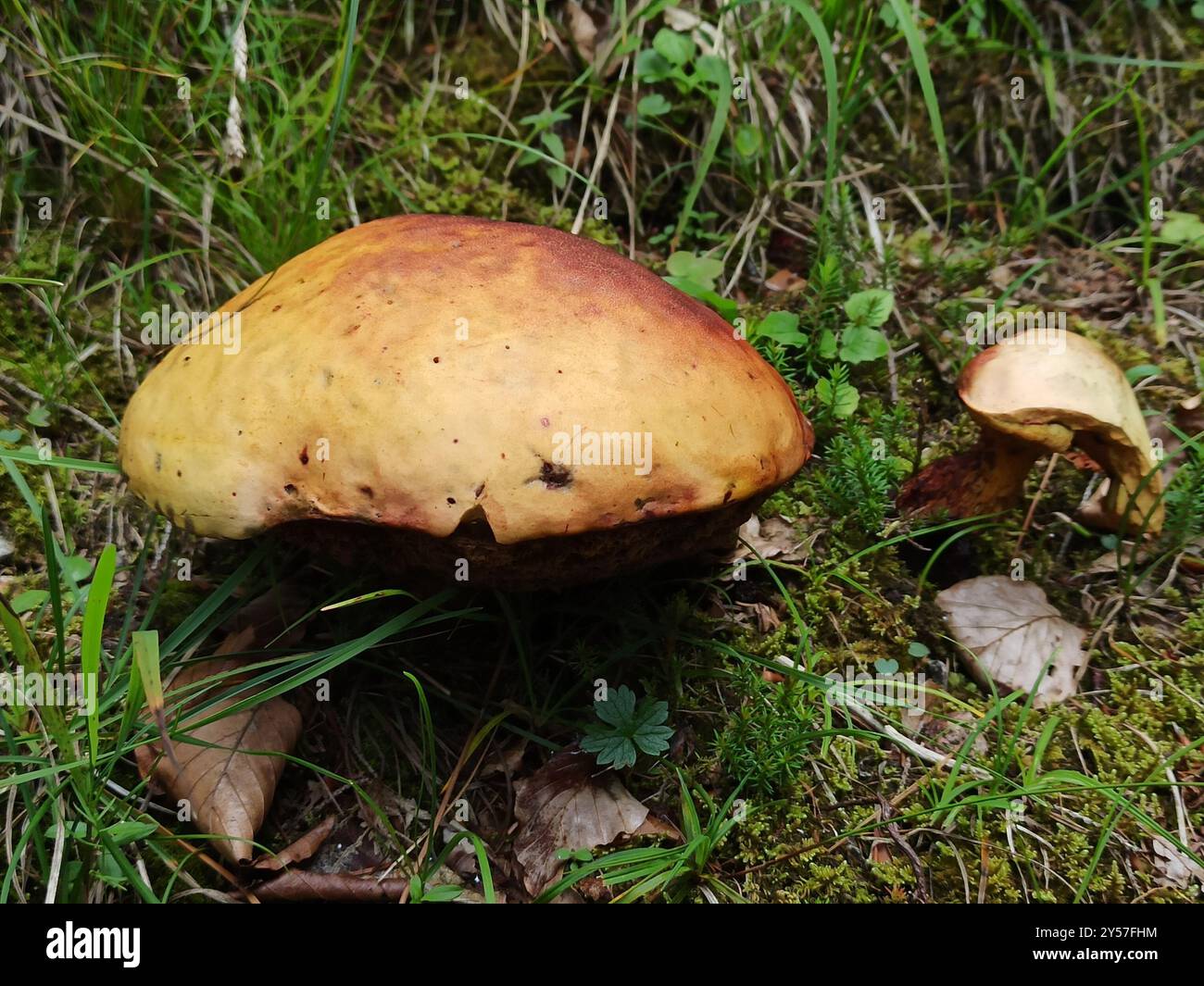 ink stain bolete (Cyanoboletus pulverulentus) Fungi Stock Photo - Alamy