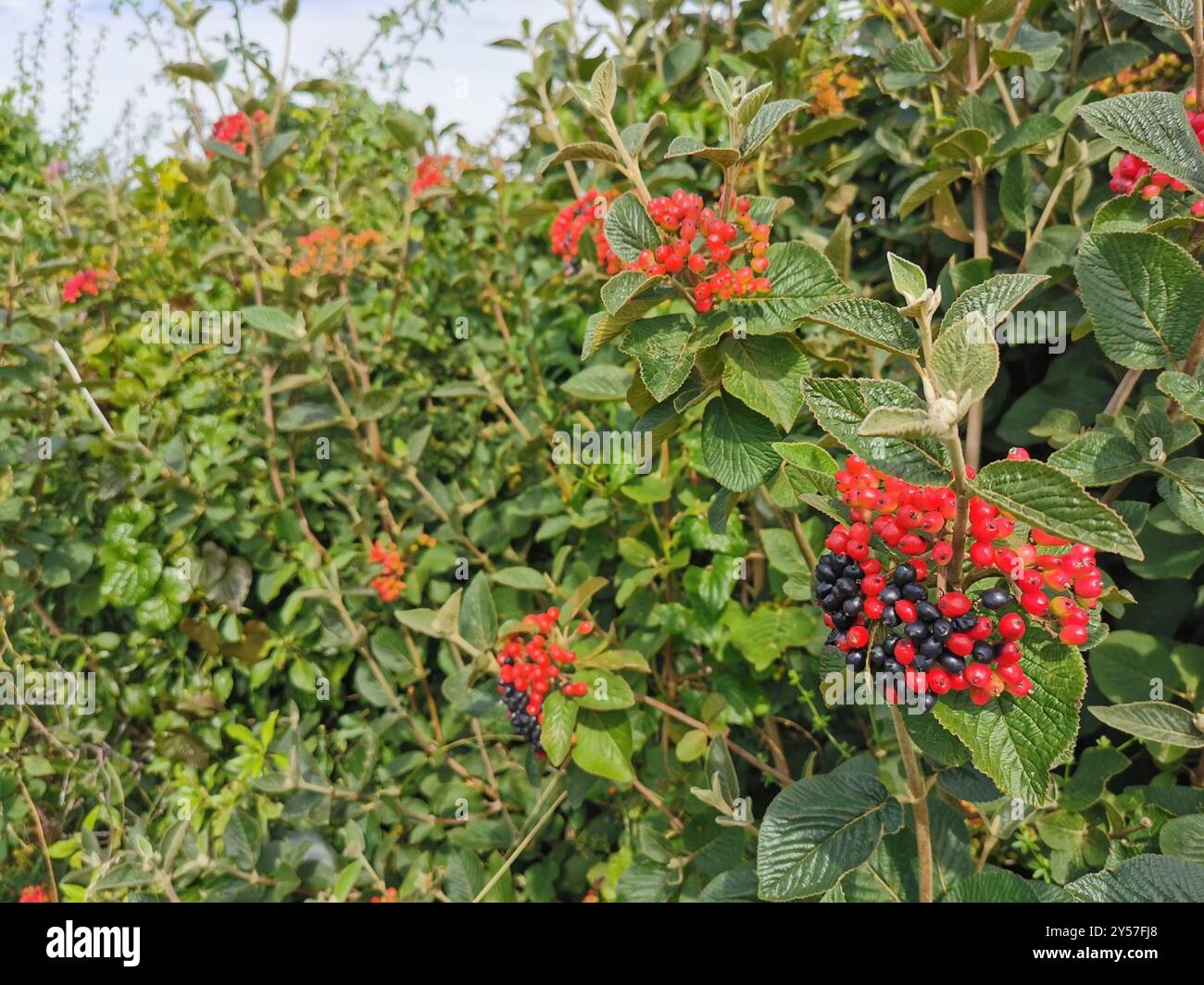 Wayfaring-tree (Viburnum lantana) Plantae Stock Photo - Alamy