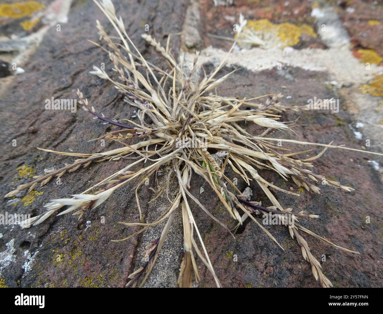 Sea Fern-grass (Catapodium marinum) Plantae Stock Photo - Alamy