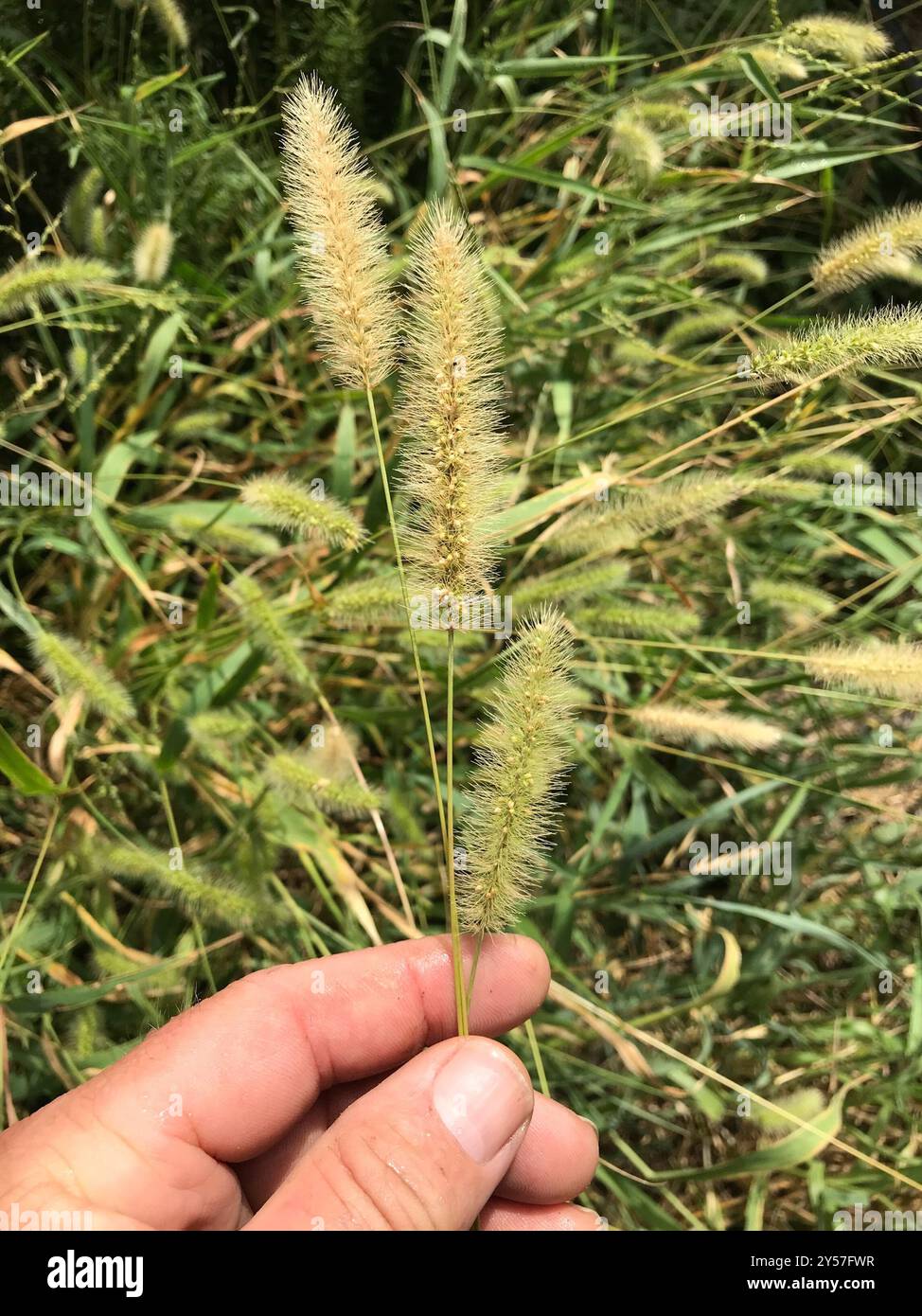 Green Bristle Grass (Setaria viridis) Plantae Stock Photo - Alamy