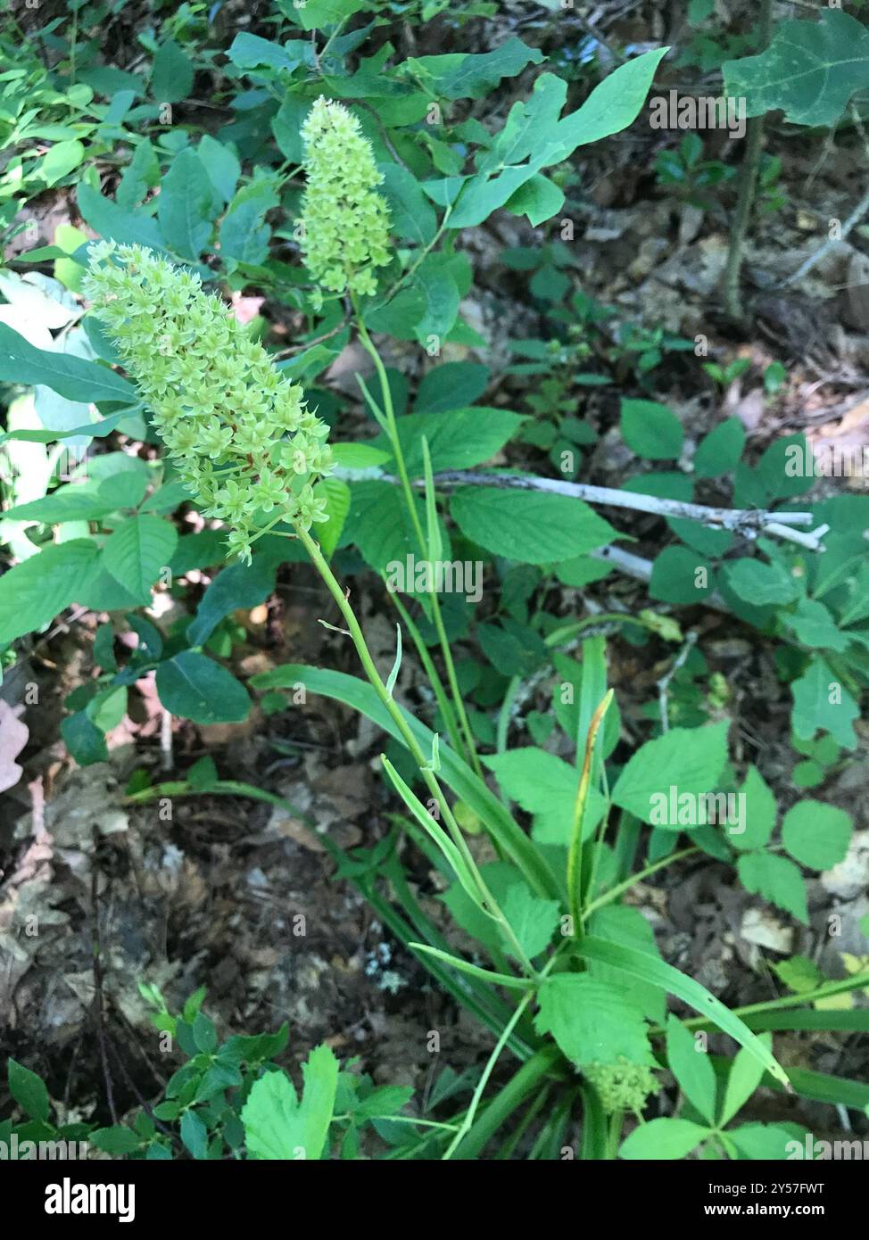 fly poison (Amianthium muscitoxicum) Plantae Stock Photo - Alamy
