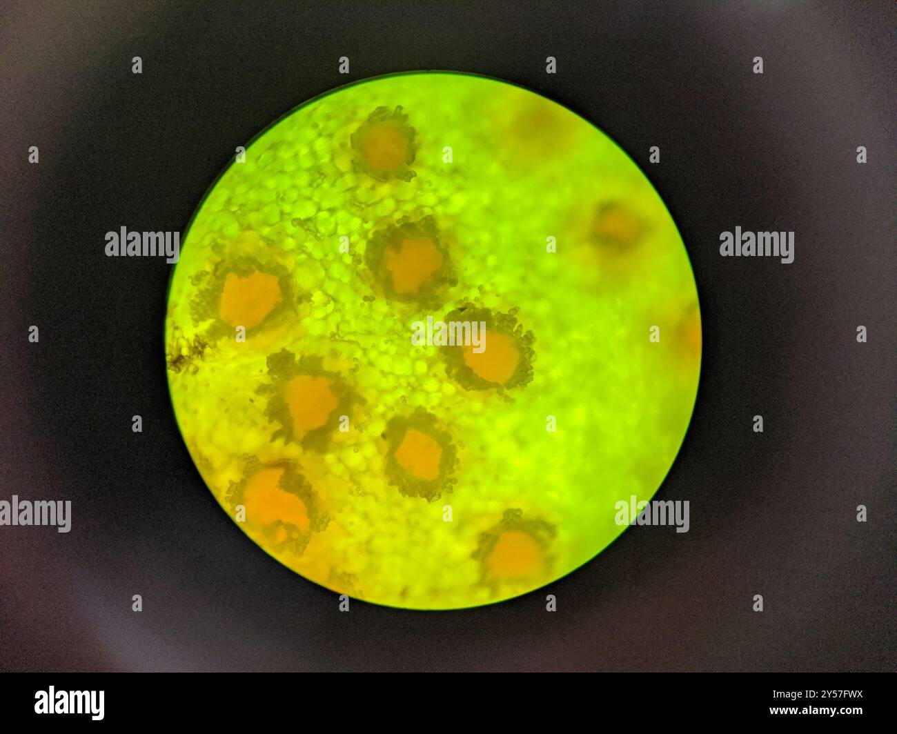 rust fungi (Pucciniales) Fungi Stock Photo - Alamy