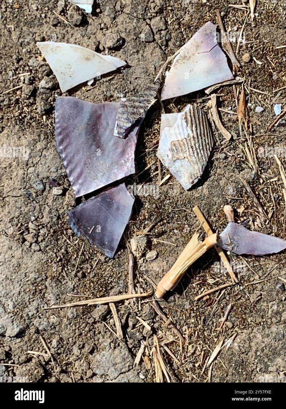 Atlantic Ribbed Mussel (Geukensia demissa) Mollusca Stock Photo - Alamy