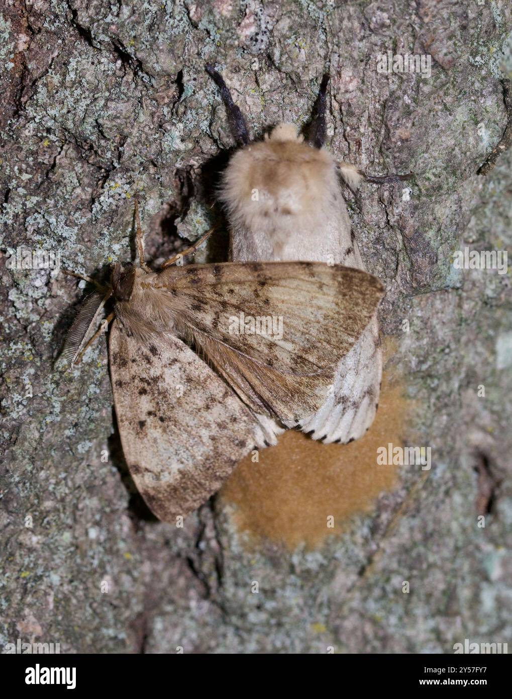 Spongy Moth (Lymantria dispar) Insecta Stock Photo - Alamy