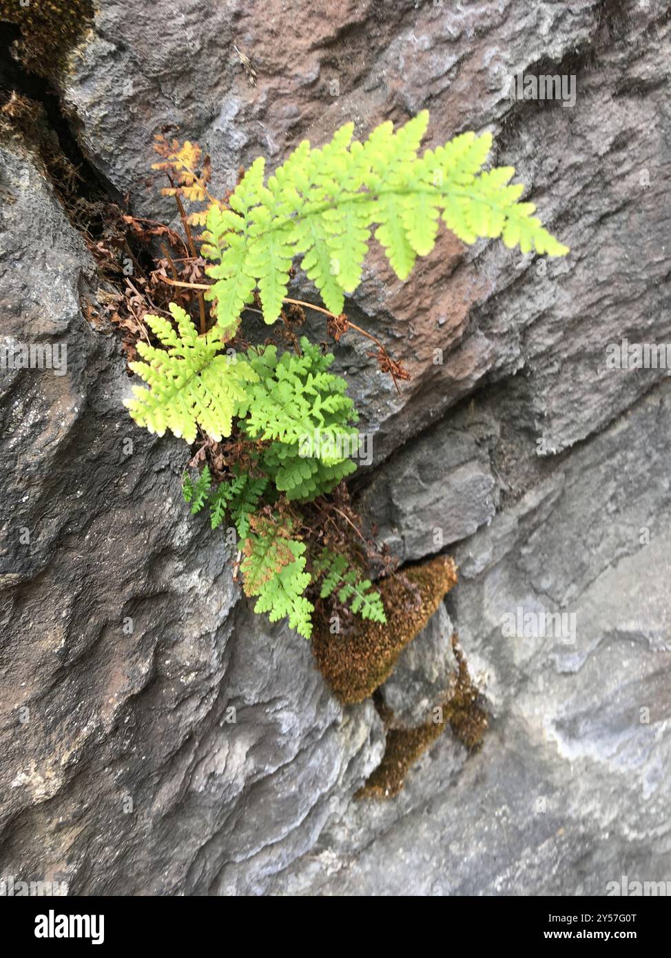 ferns (Polypodiopsida) Plantae Stock Photo - Alamy