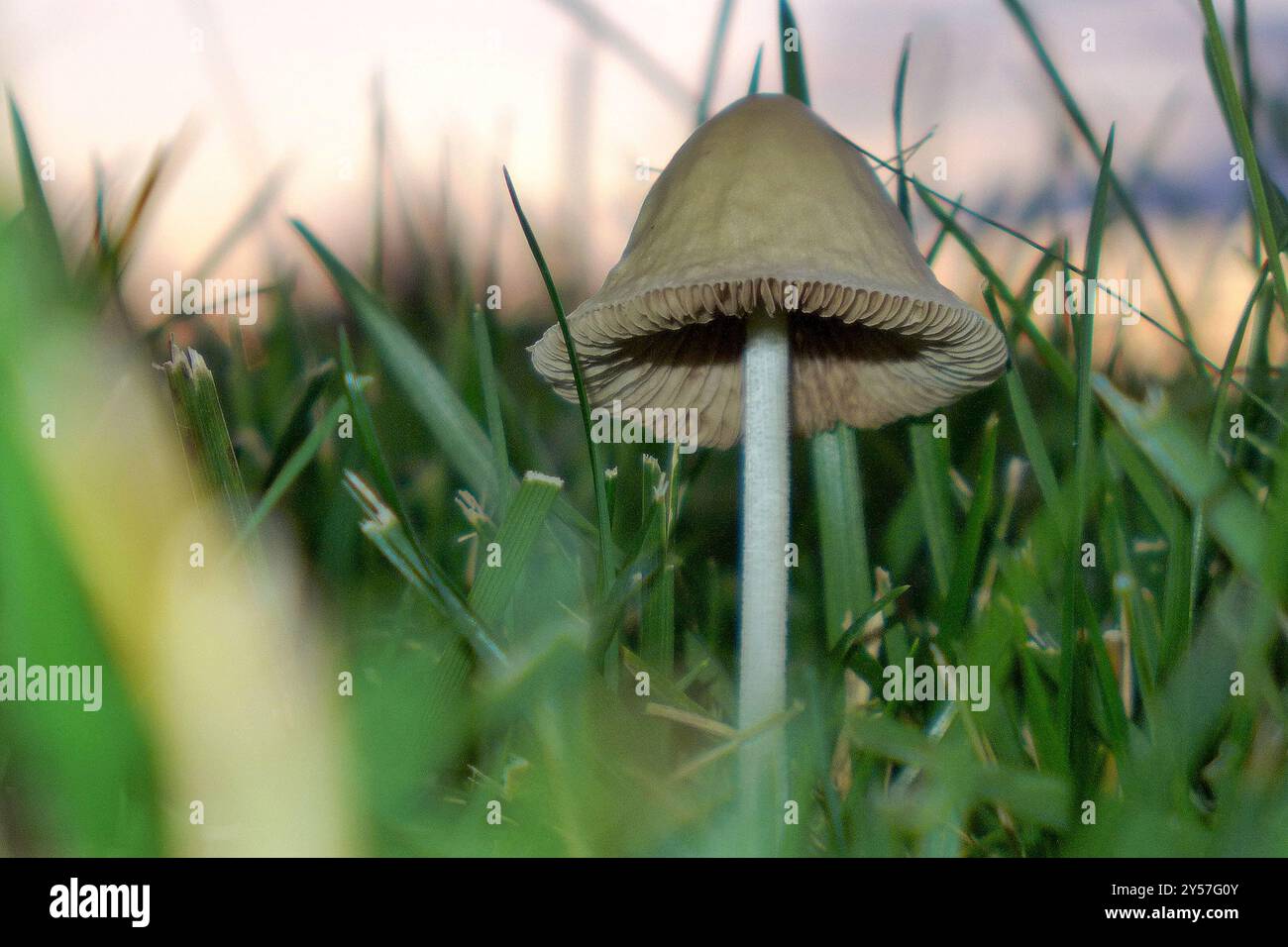 Conecaps (Conocybe) Fungi Stock Photo - Alamy