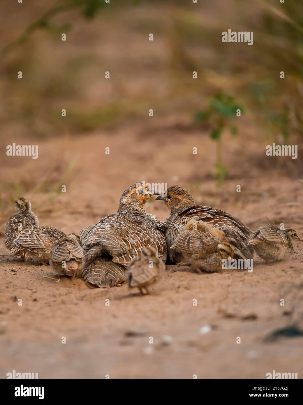Francolin india hi-res stock photography and images - Alamy