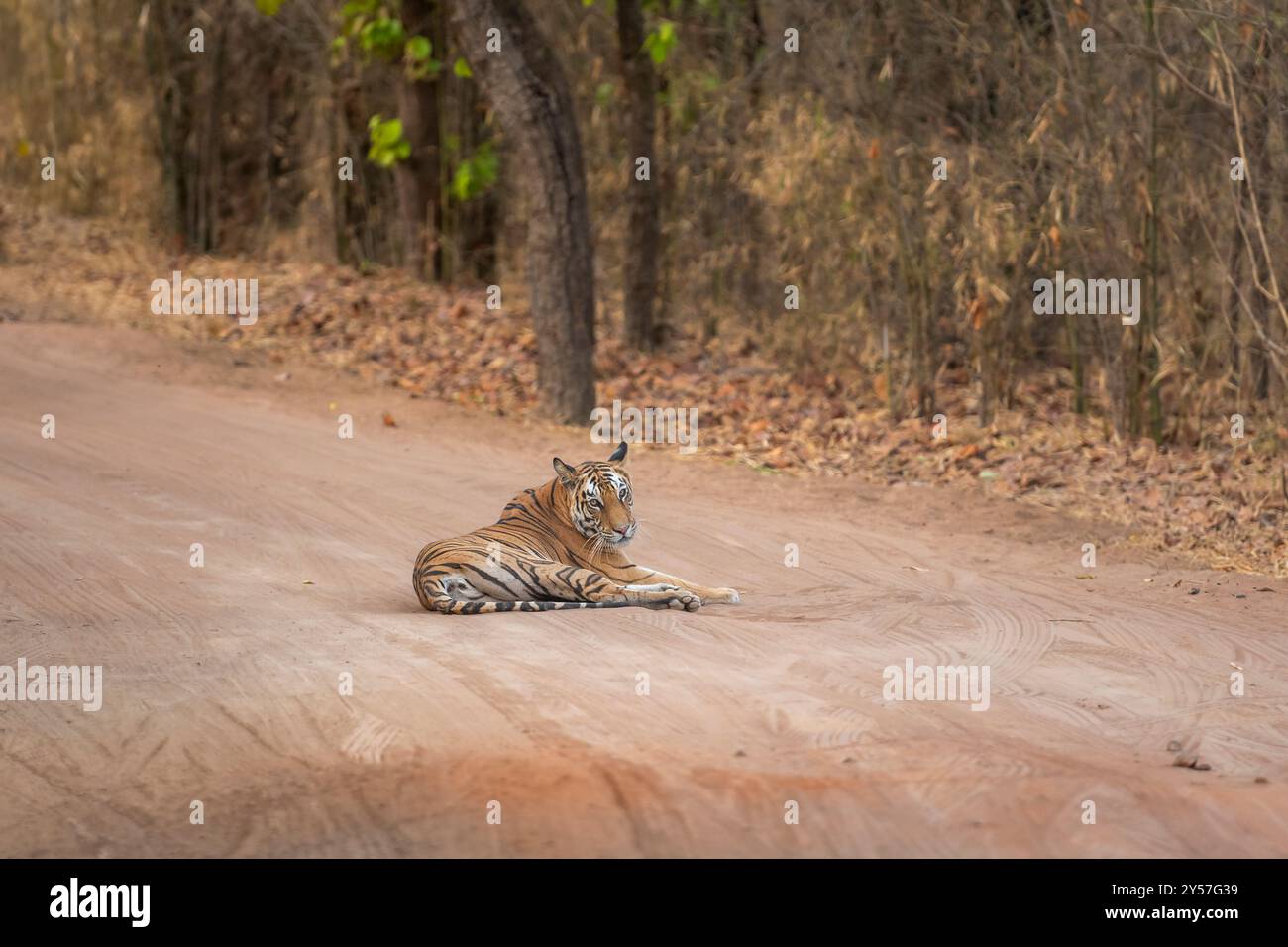 showstopper wild female tiger tigress panthera tigris sitting blocking ...