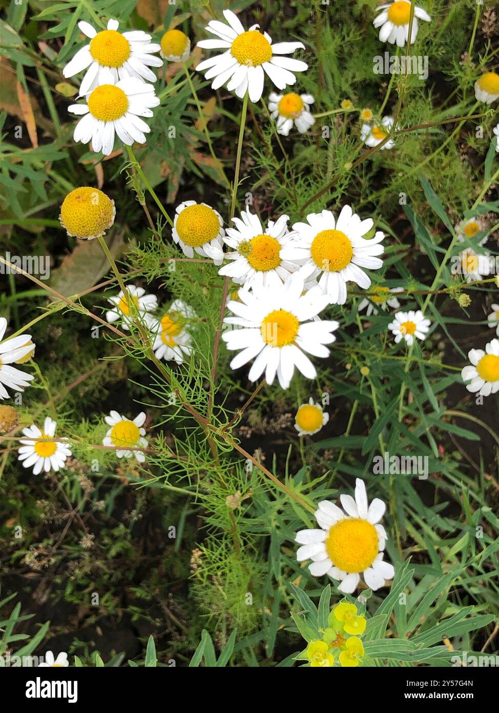 scentless mayweed (Tripleurospermum inodorum) Plantae Stock Photo - Alamy