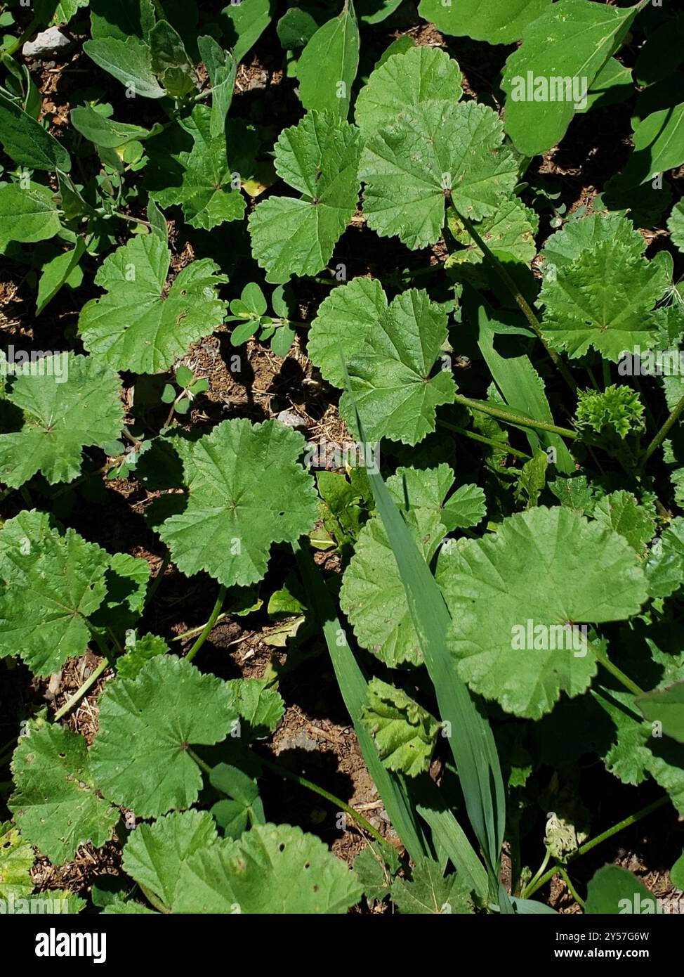 dwarf mallow (Malva neglecta) Plantae Stock Photo - Alamy
