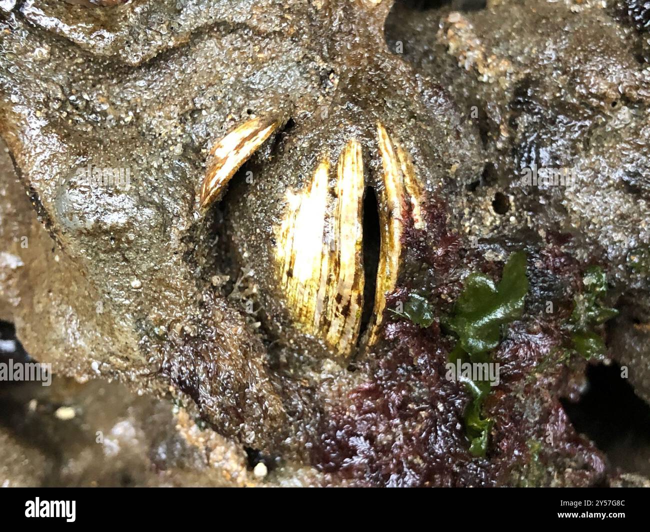 Bivalves (Bivalvia) Mollusca Stock Photo - Alamy