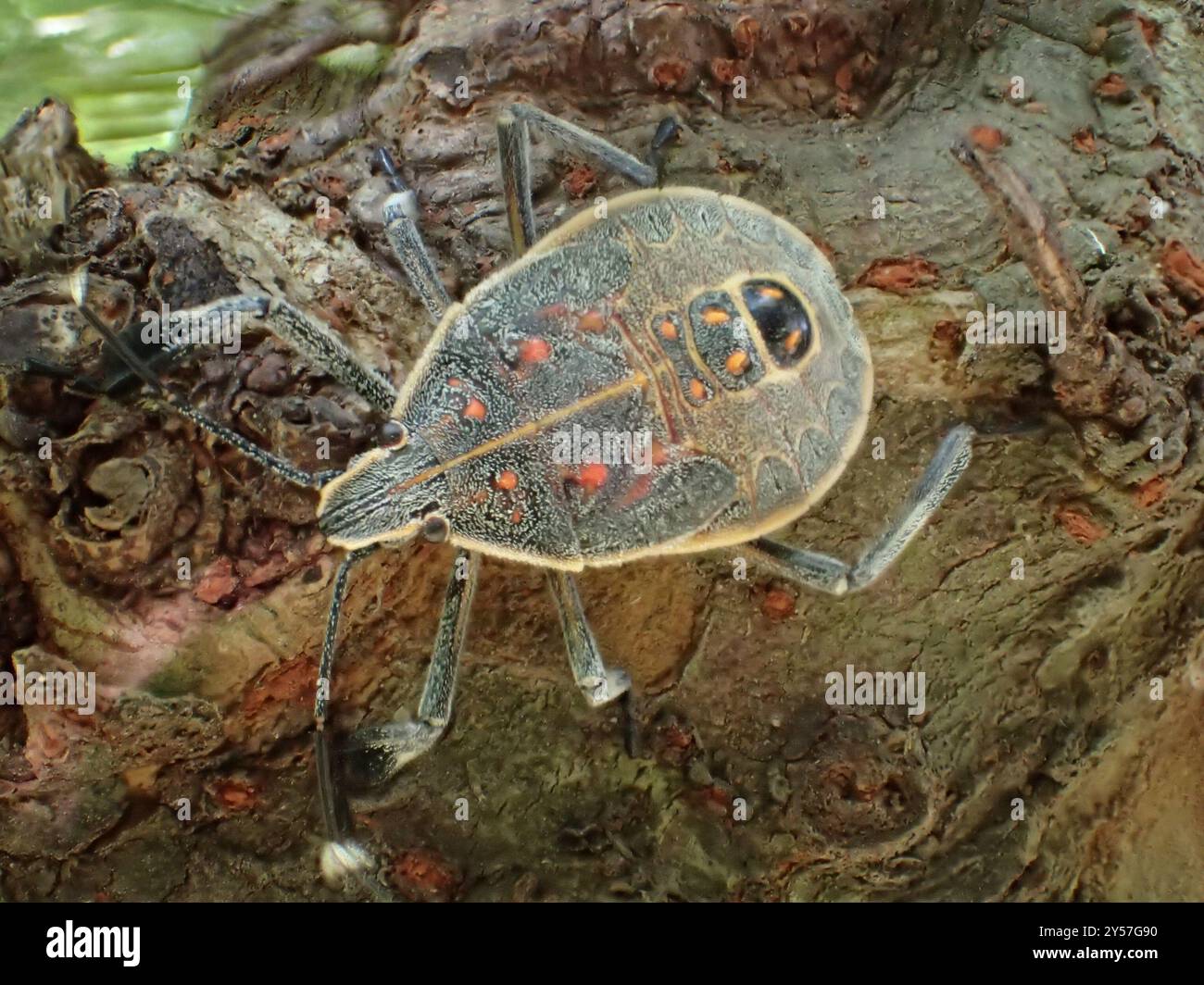 Yellow-spotted Stink Bug (Erthesina fullo) Insecta Stock Photo - Alamy