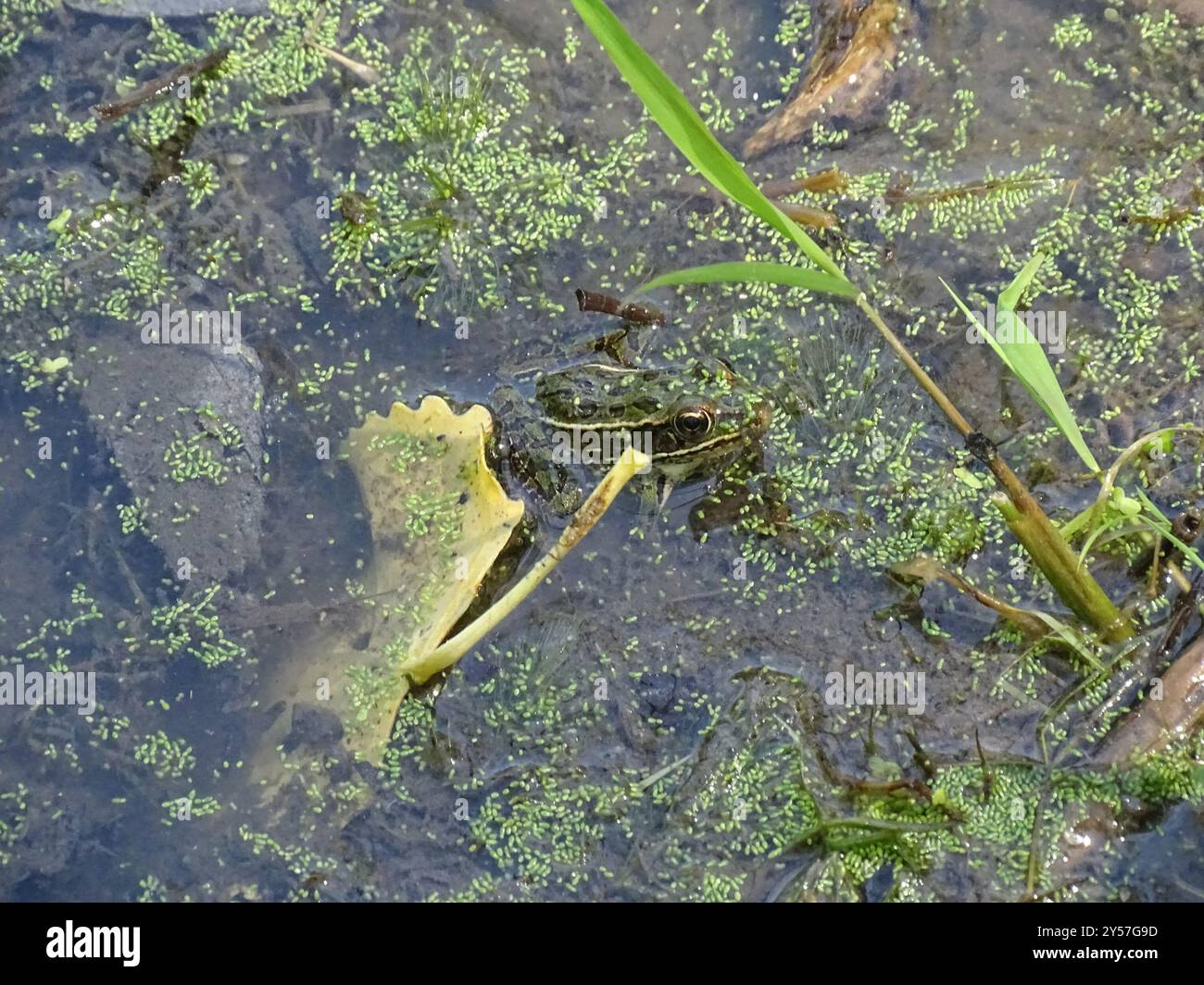 Dotted Watermeal (Wolffia borealis) Plantae Stock Photo - Alamy