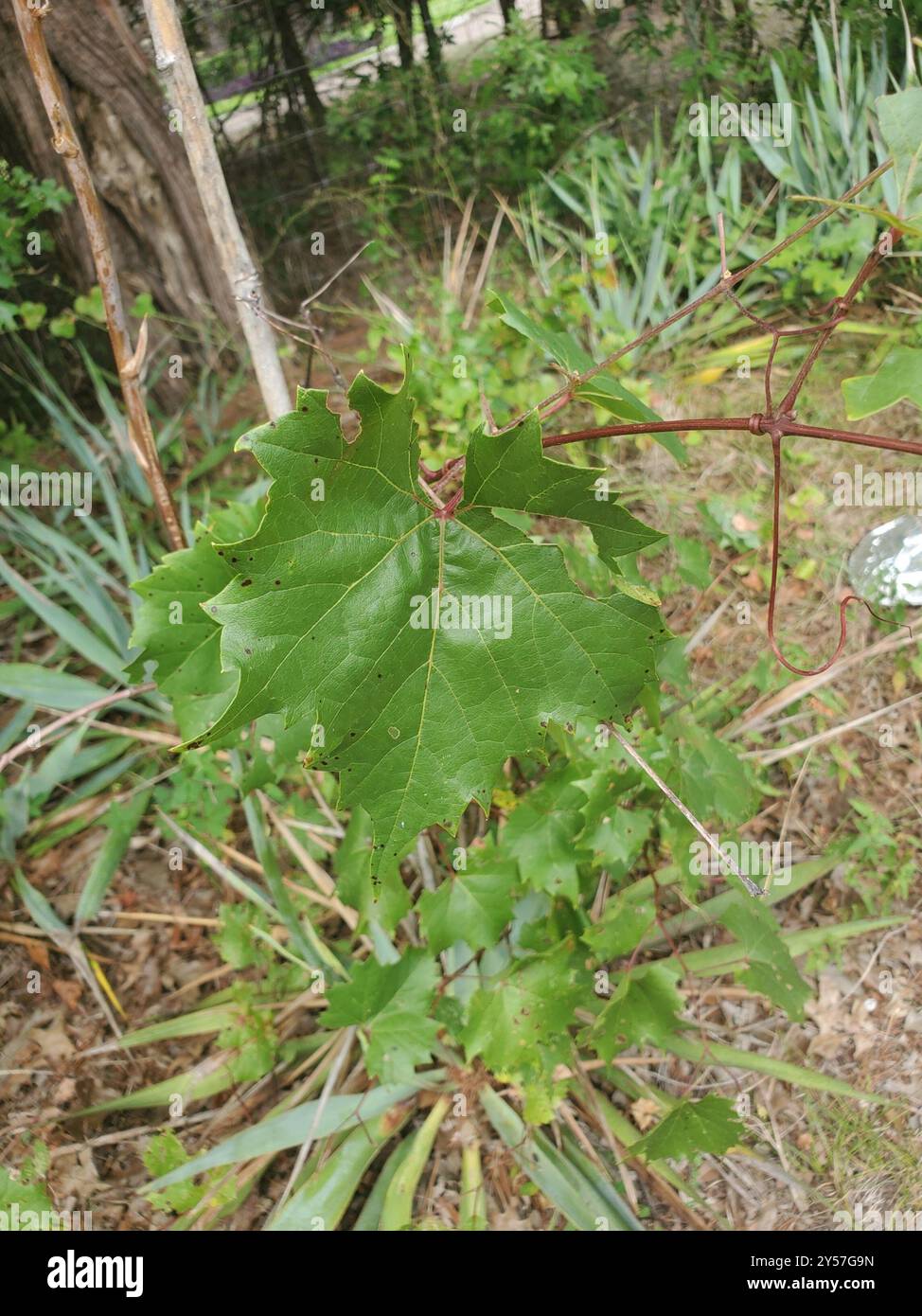 sweet mountain grape (Vitis monticola) Plantae Stock Photo - Alamy
