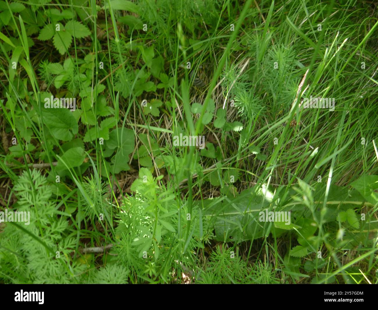 Canada bluegrass (Poa compressa) Plantae Stock Photo - Alamy