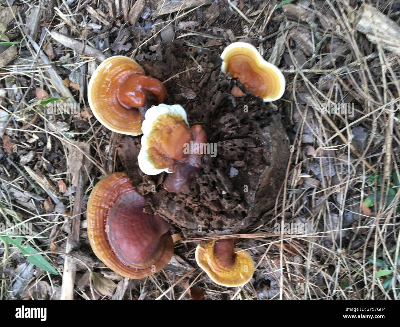 golden reishi (Ganoderma curtisii) Fungi Stock Photo - Alamy