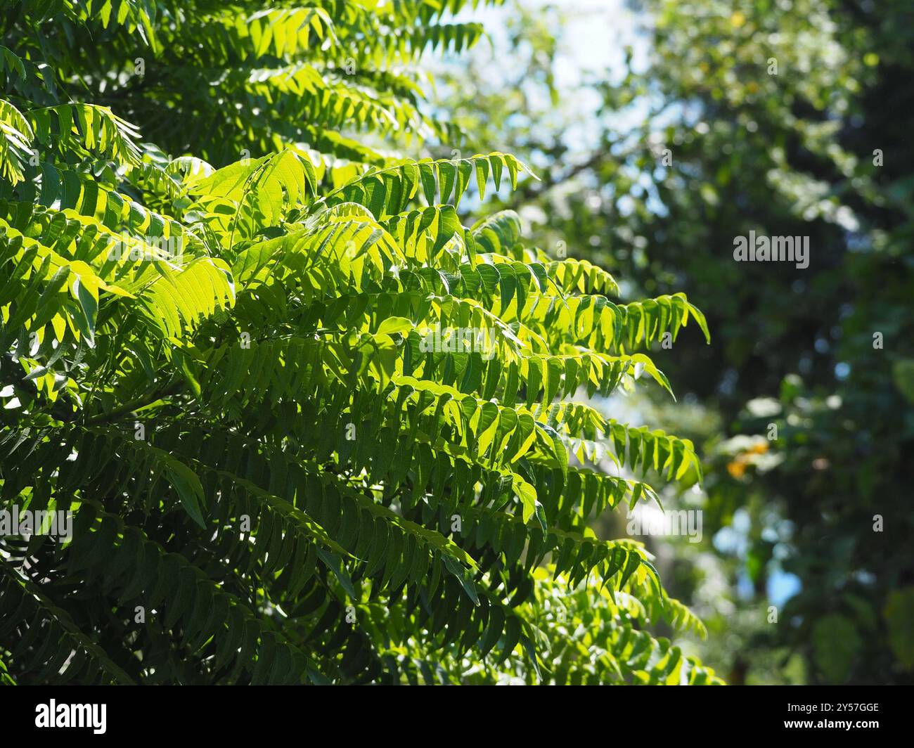 Coffee Bush (Clausena excavata) Plantae Stock Photo - Alamy