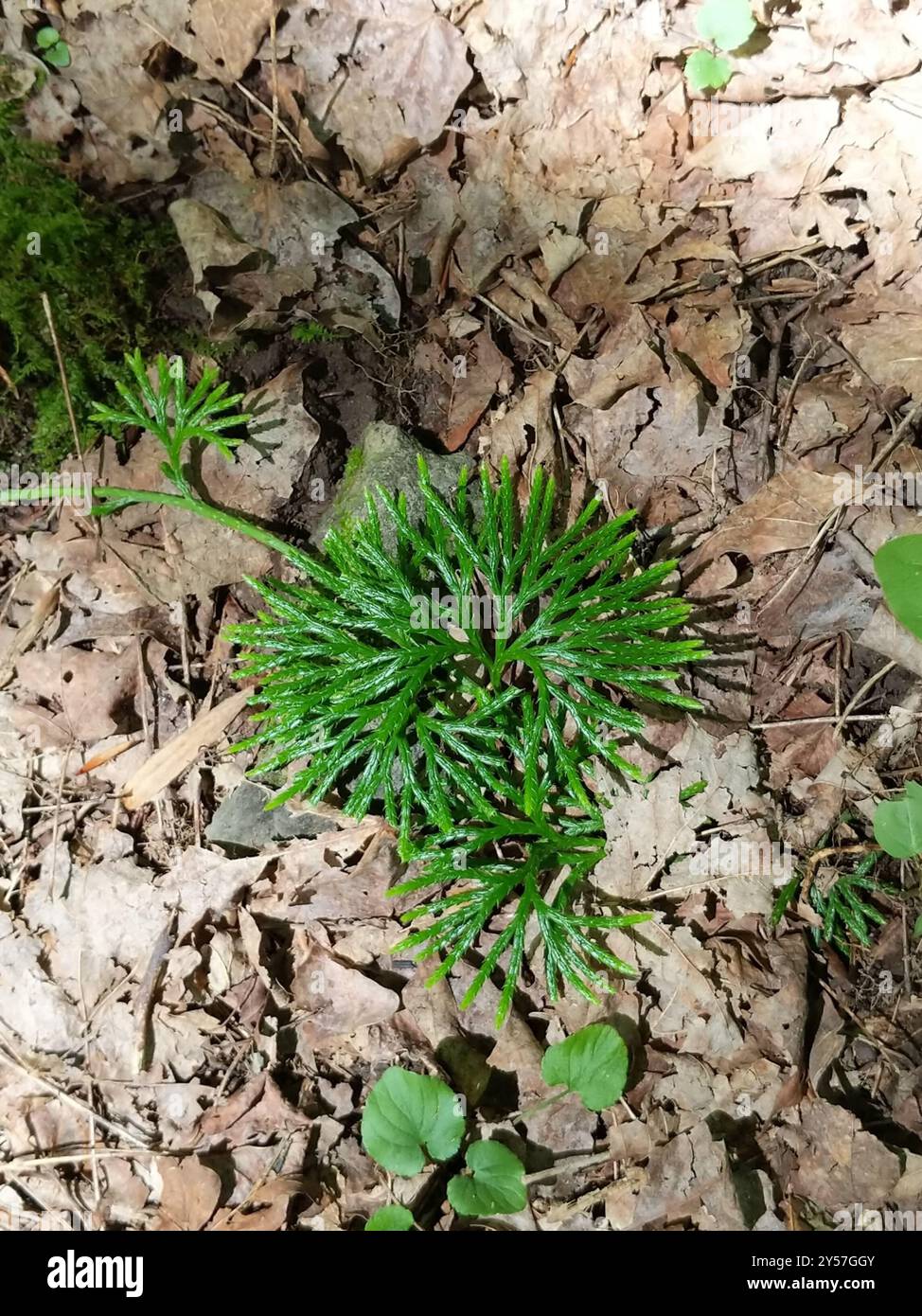 fan clubmoss (Diphasiastrum digitatum) Plantae Stock Photo - Alamy