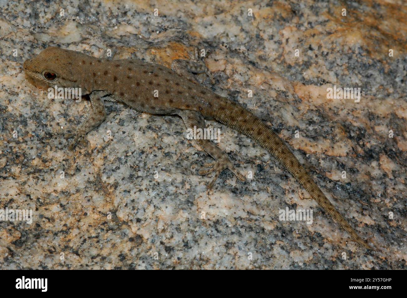 Spotted Day Gecko (Rhoptropella ocellata) Reptilia Stock Photo - Alamy