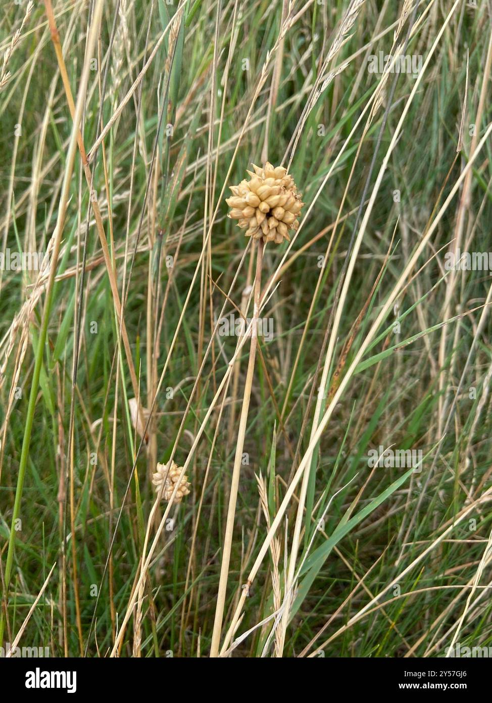 wild garlic (Allium vineale) Plantae Stock Photo - Alamy