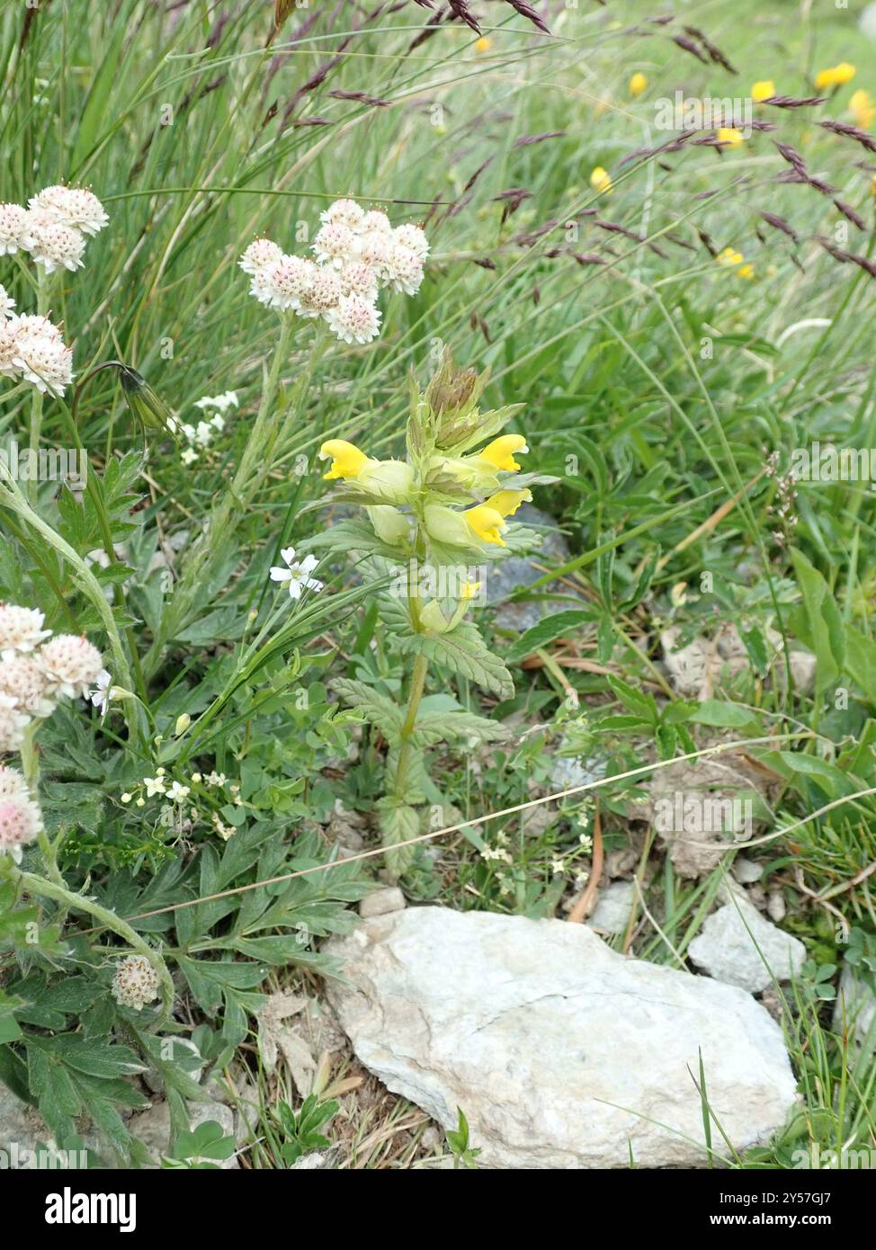 Greater Yellow Rattle (Rhinanthus alectorolophus) Plantae Stock Photo ...