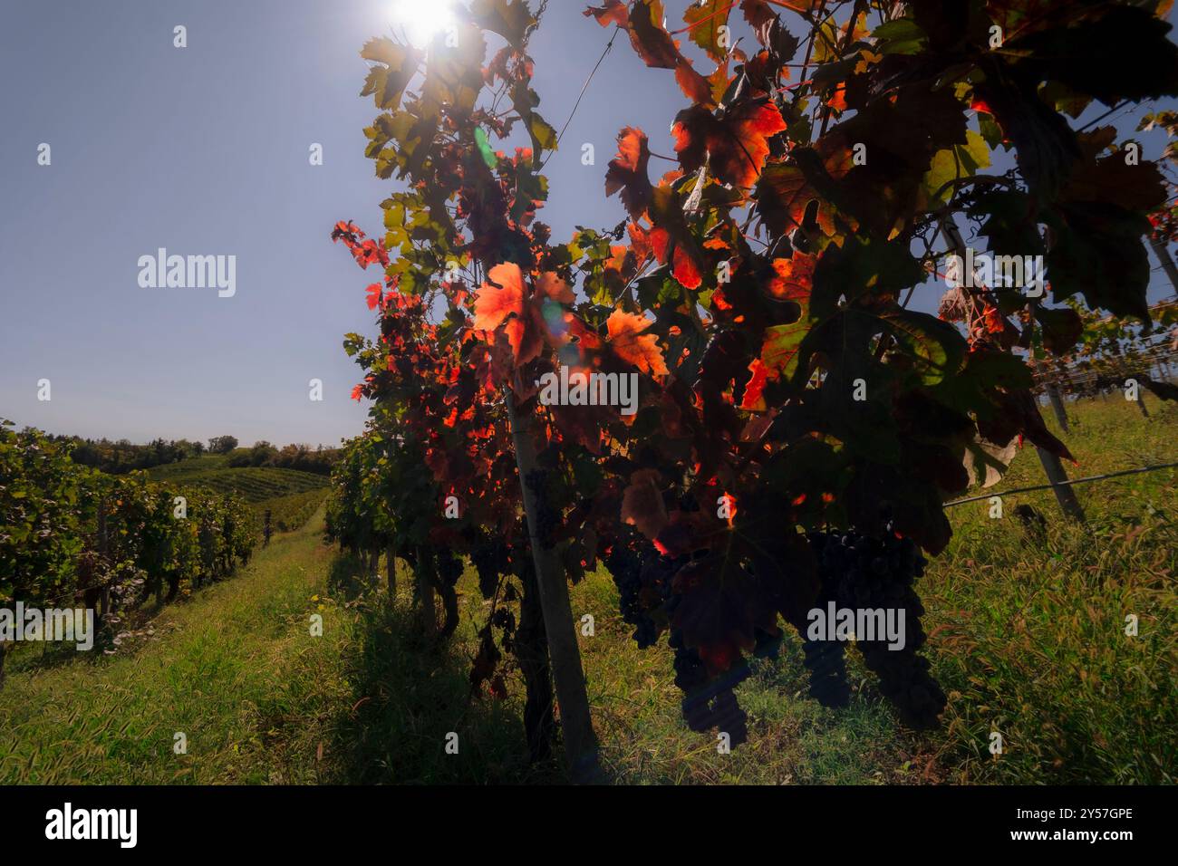Rows of grape vines hi-res stock photography and images - Alamy