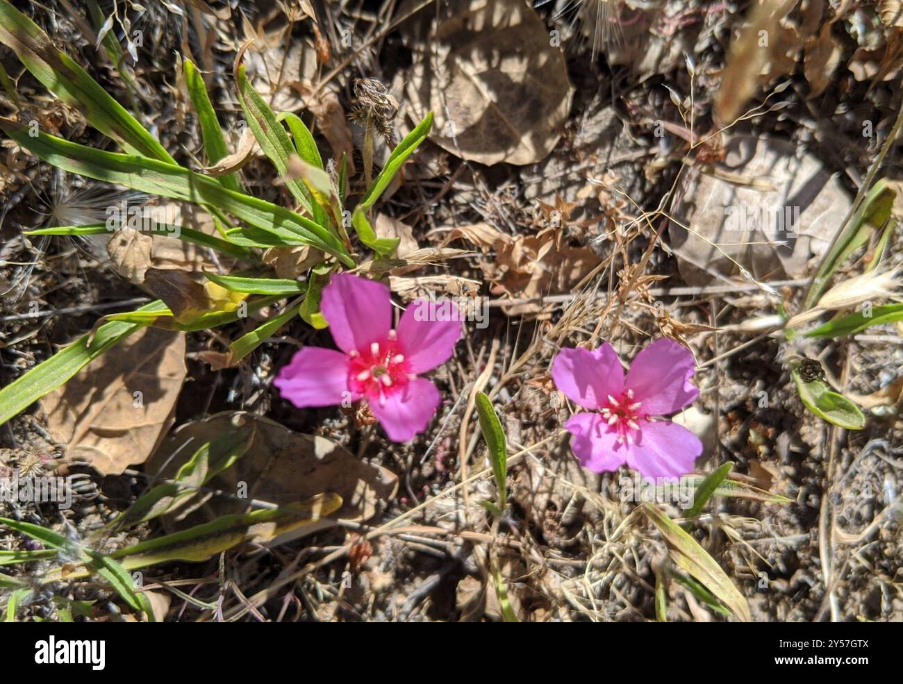 ruby chalice clarkia (Clarkia rubicunda) Plantae Stock Photo - Alamy