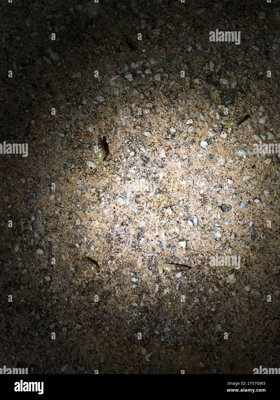 Awl Snails and Allies (Subulininae) Mollusca Stock Photo - Alamy