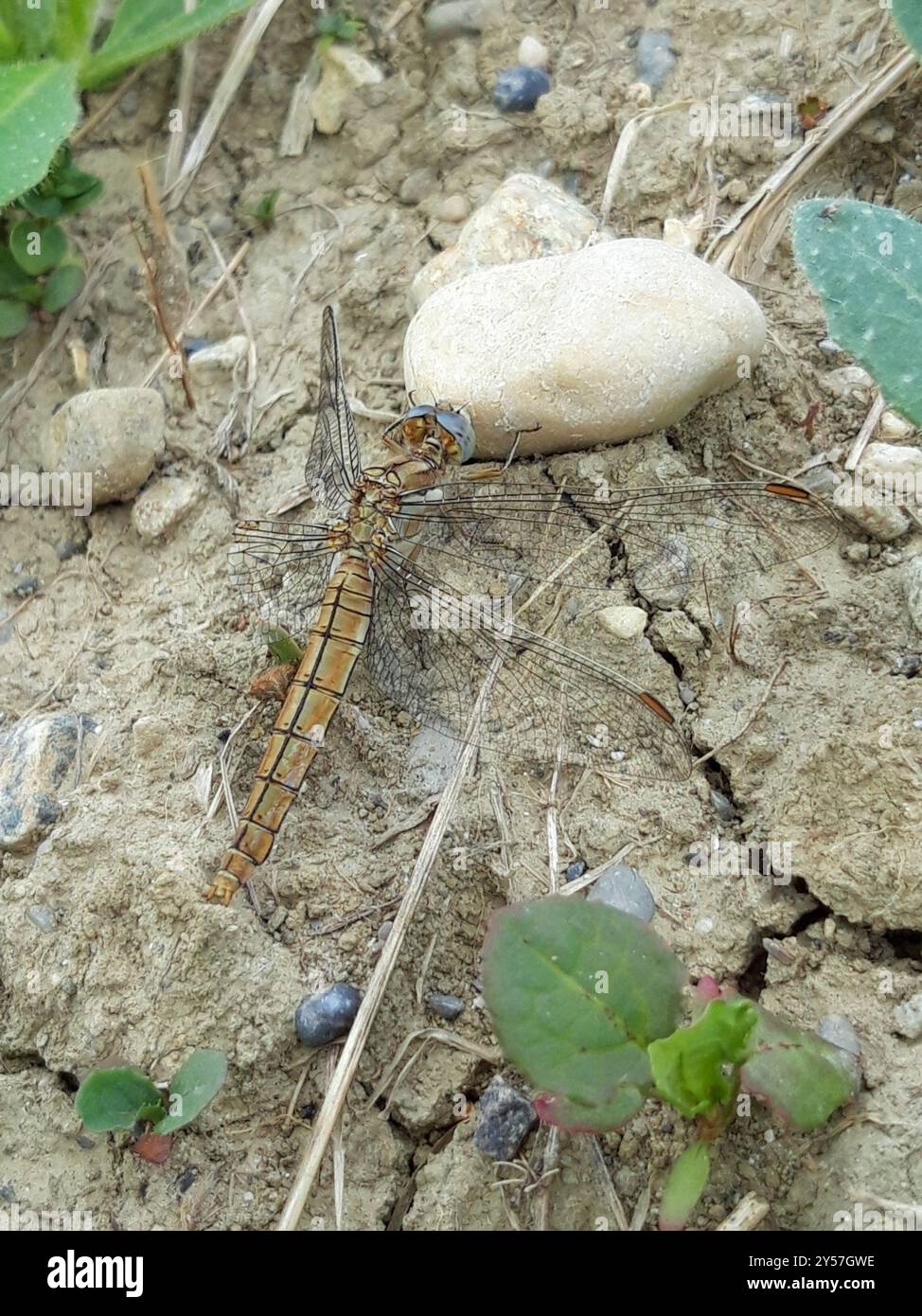 Southern Skimmer (Orthetrum brunneum) Insecta Stock Photo - Alamy