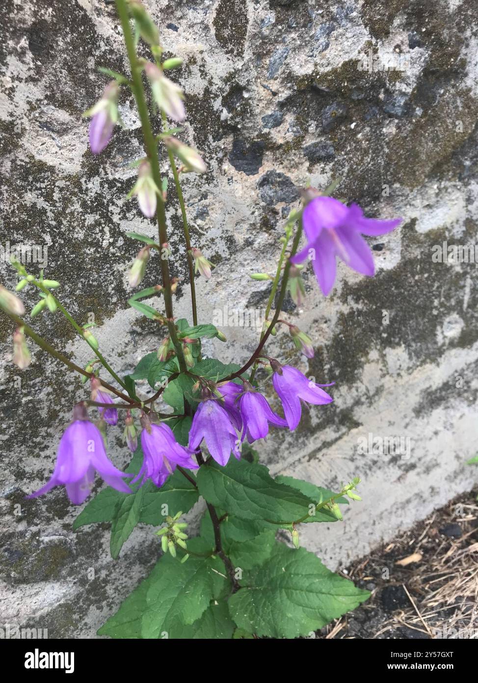 Creeping Bellflower (Campanula rapunculoides) Plantae Stock Photo - Alamy