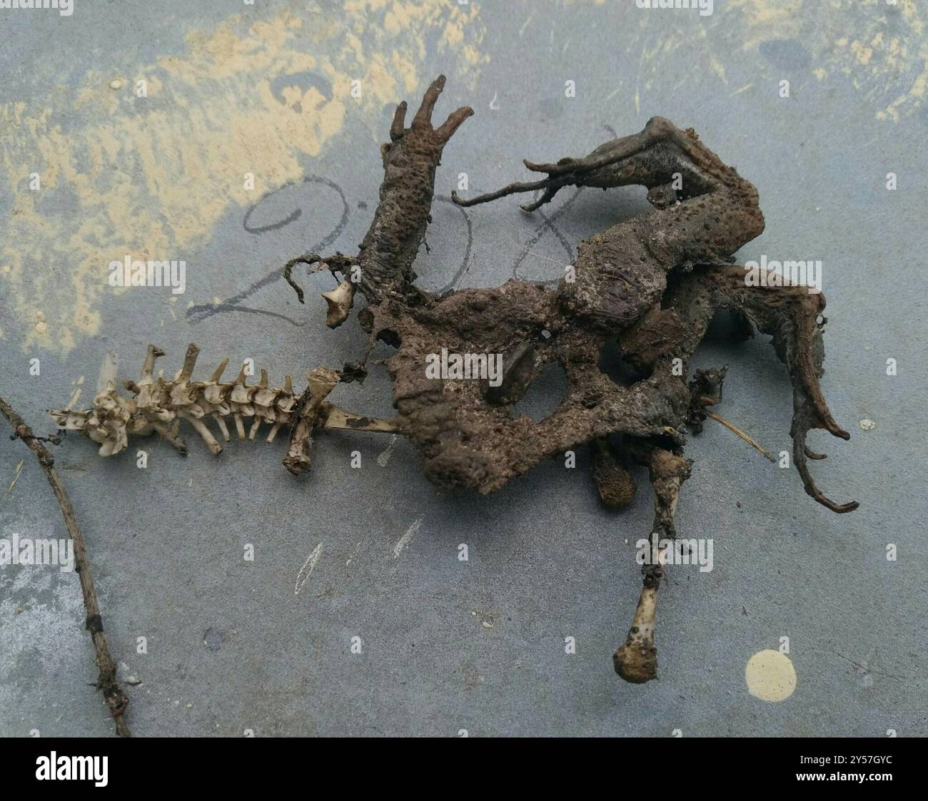 Spiny Toad (Bufo spinosus) Amphibia Stock Photo - Alamy