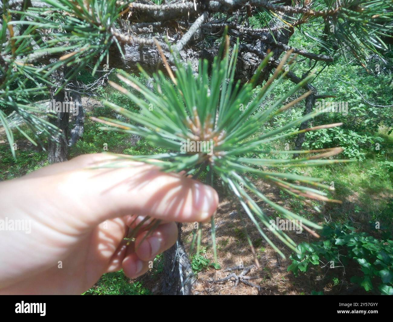 pitch pine (Pinus rigida) Plantae Stock Photo - Alamy