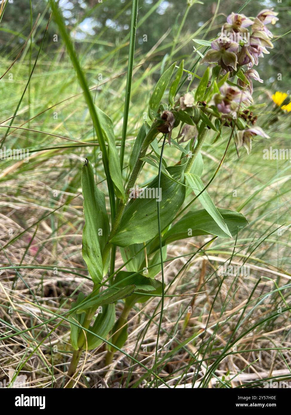 Broad-leaved helleborine (Epipactis helleborine) Plantae Stock Photo ...