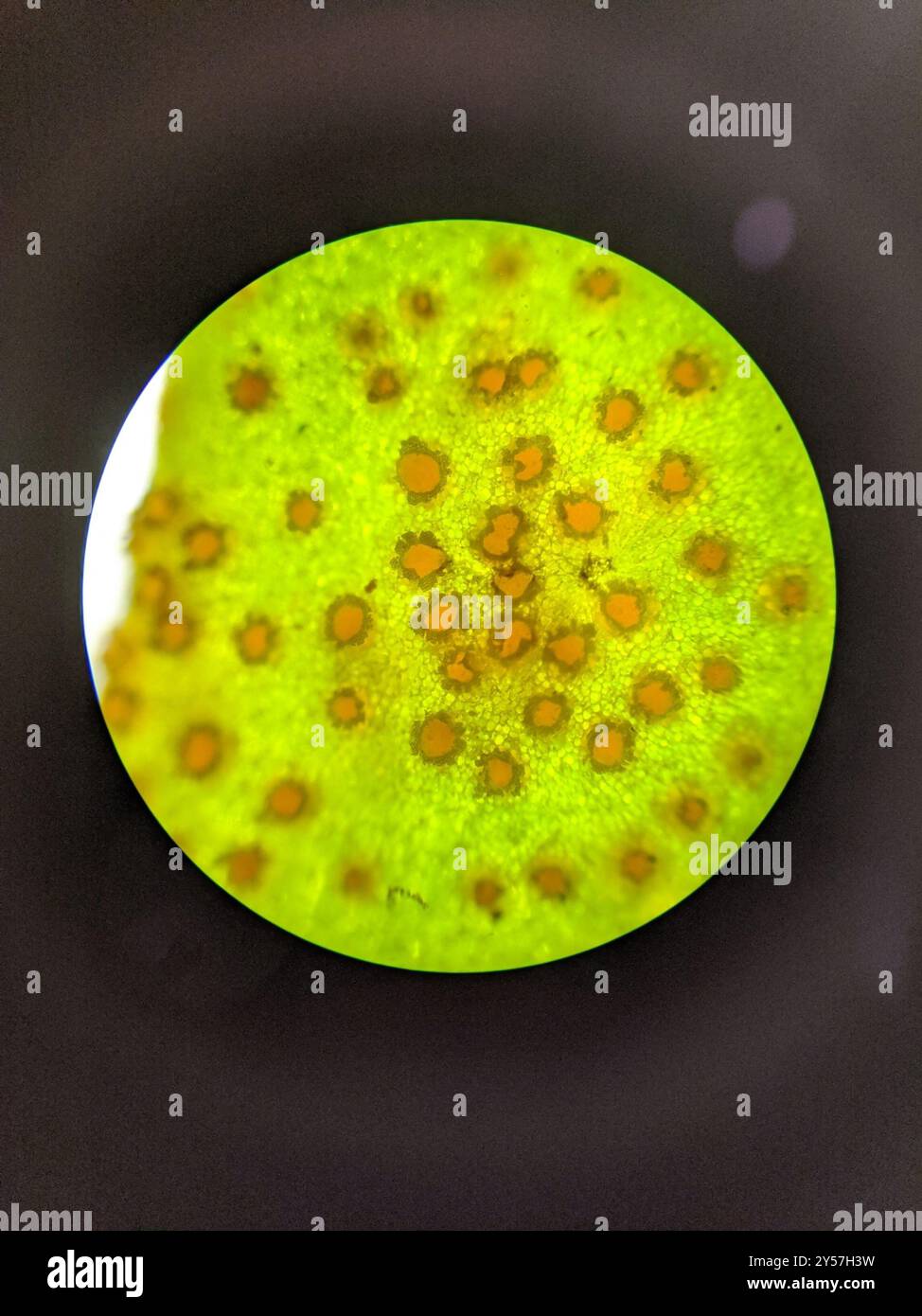 rust fungi (Pucciniales) Fungi Stock Photo - Alamy